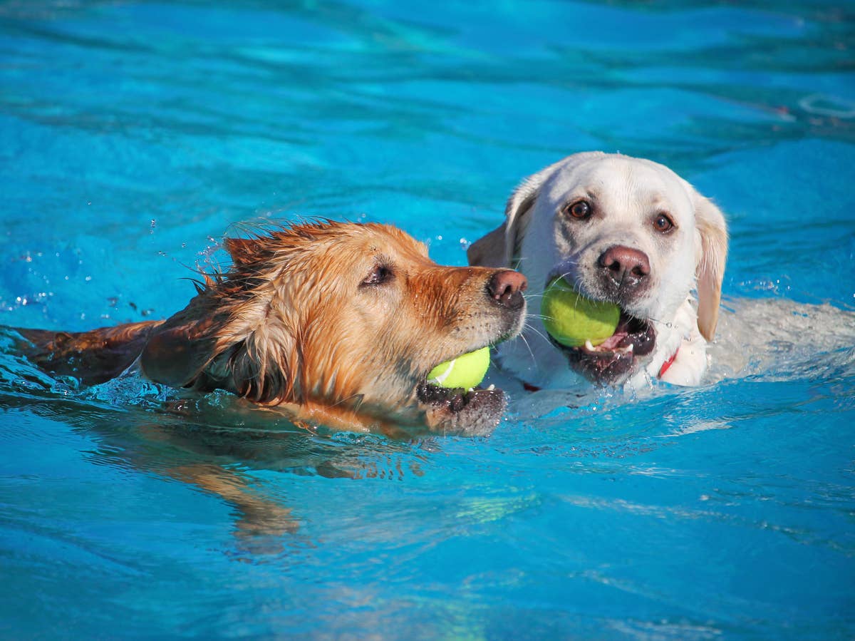 These Golden Retrievers Are So Excited About Their Water Adventure ...