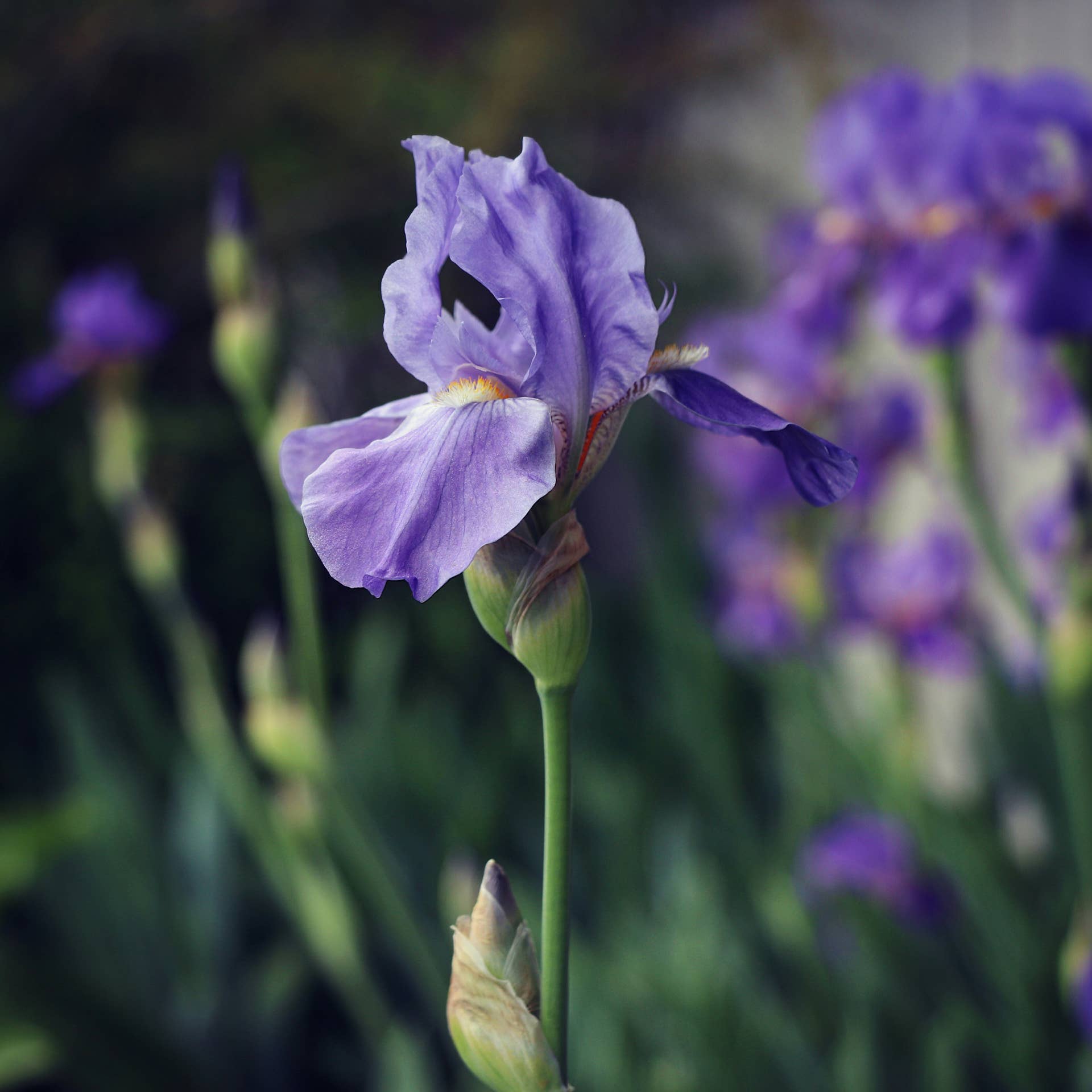 9 Toxic Outdoor Plants for Dogs Pet Parents Need to Know Now - Parade Pets