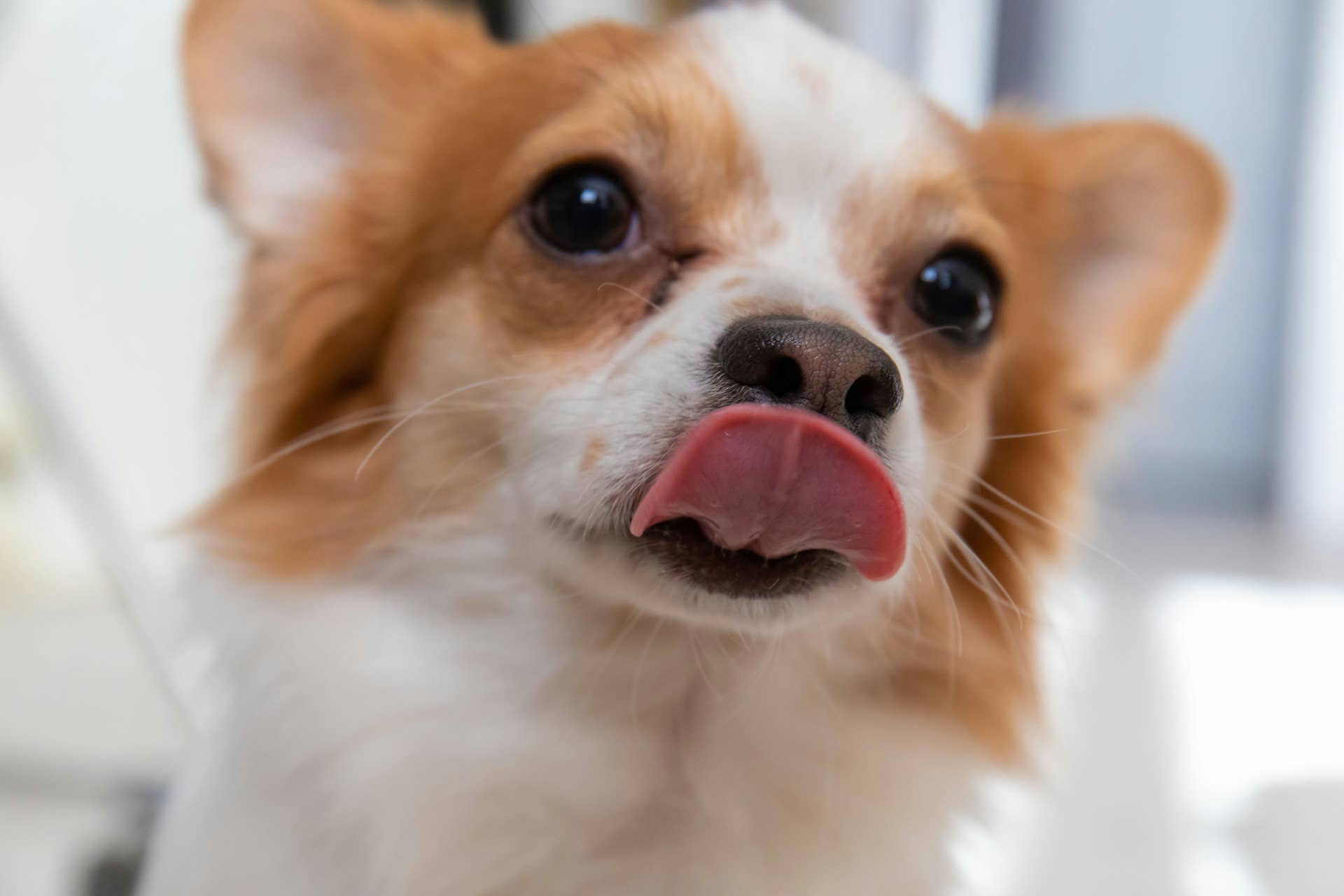 7 Subtle Signs Your Dog Is Asking for Help, According to Experts ...