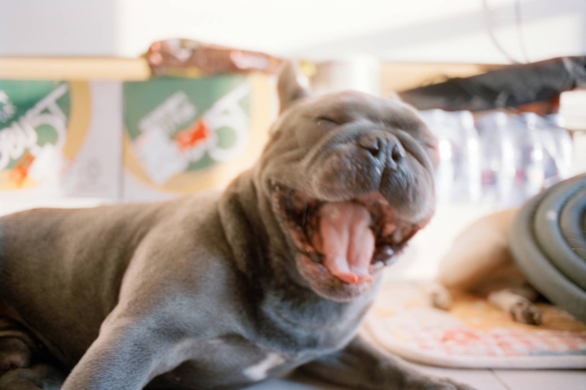 7 Subtle Signs Your Dog Is Asking for Help, According to Experts ...