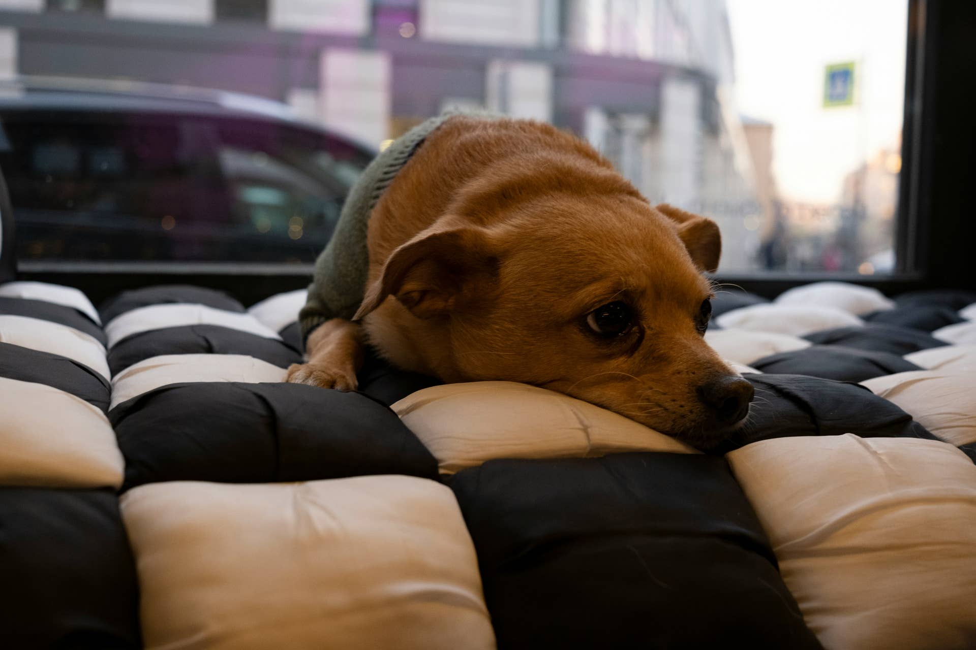 7 Subtle Signs Your Dog Is Asking for Help, According to Experts ...