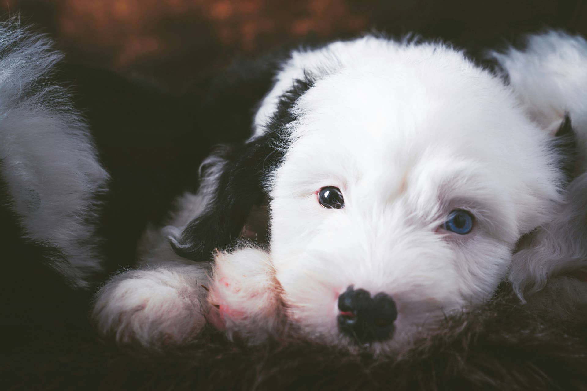 Bernedoodle Meets His Tiny Sheepadoodle Brother—and His Reaction Is ...
