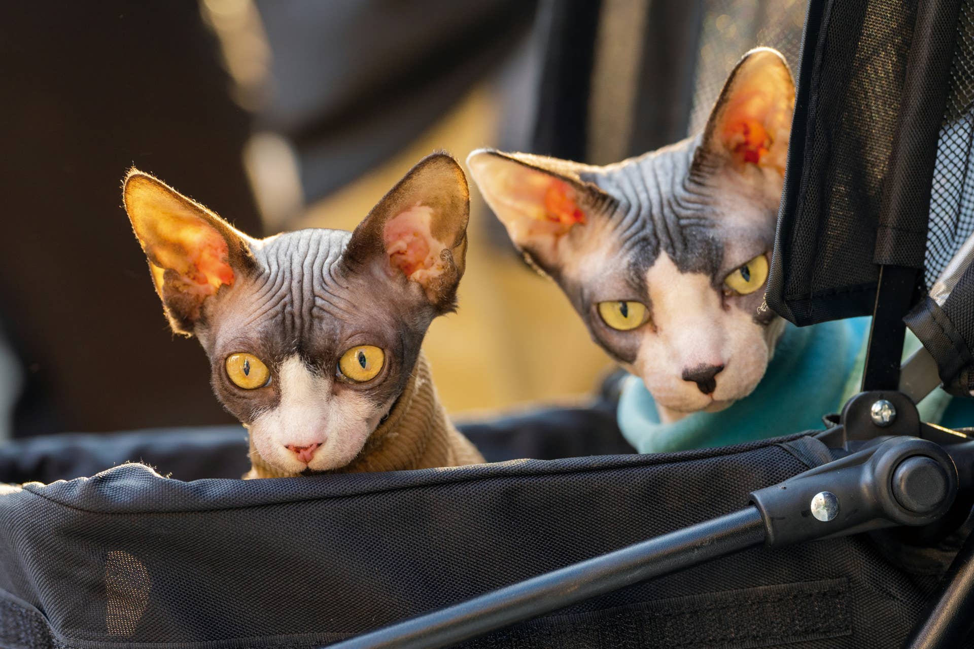 Duo Of Playful Sphynx Cats Are Rightfully Obsessed With Their Indoor