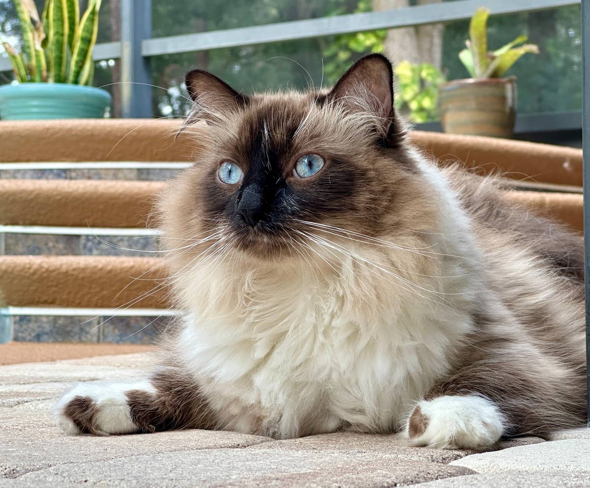 Injured Woman Starts Climbing the Stairs—Then Her Cat Does Something ...