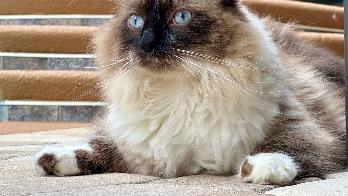 Injured Woman Starts Climbing the Stairs—Then Her Cat Does Something ...