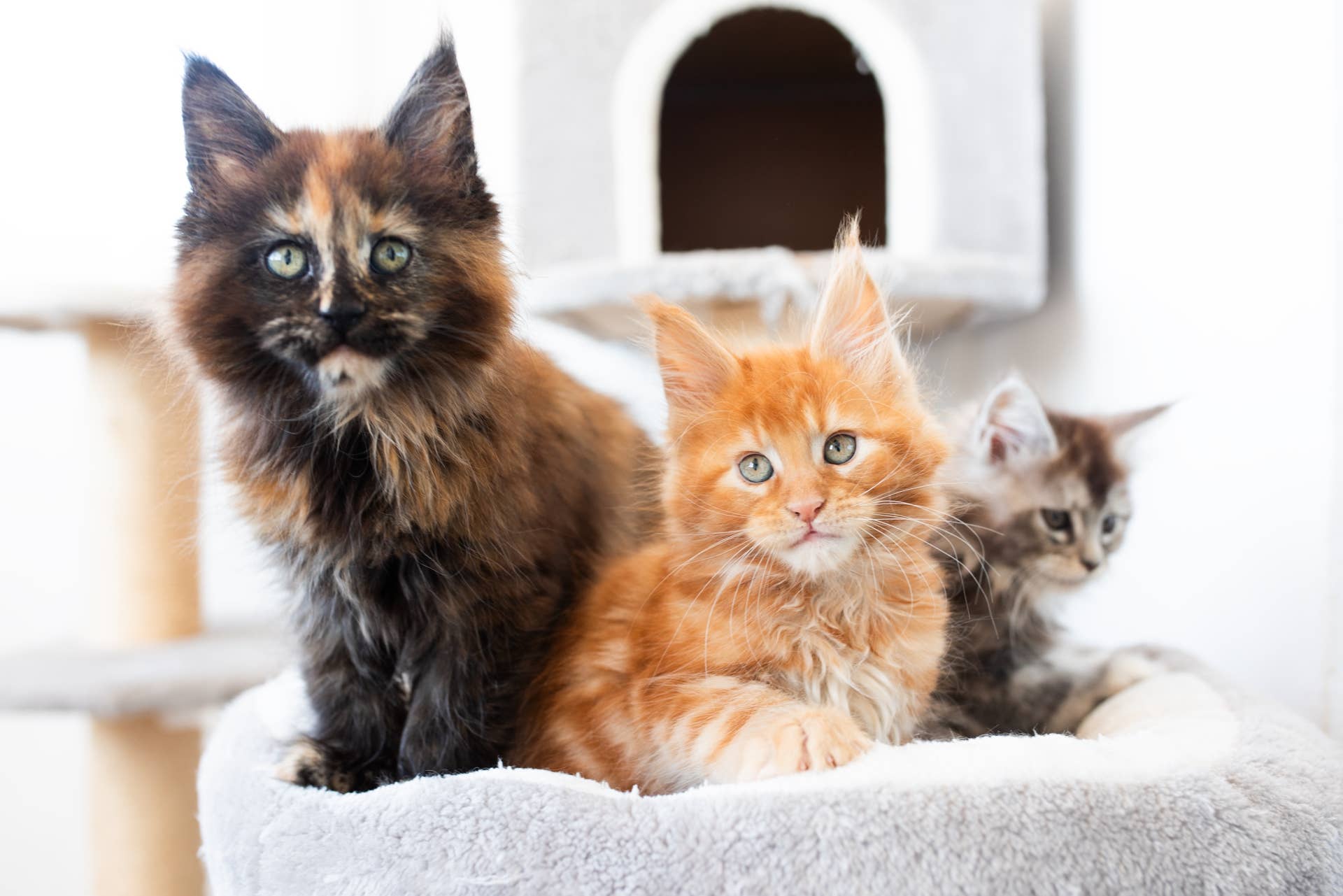 Maine Coon Cat Mama’s ‘Angel-Colored’ Kittens Are Divine - Parade Pets