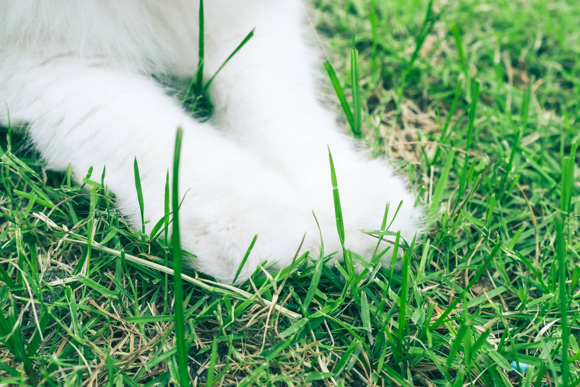 Maine Coon Cat Mama’s ‘Angel-Colored’ Kittens Are Divine - Parade Pets
