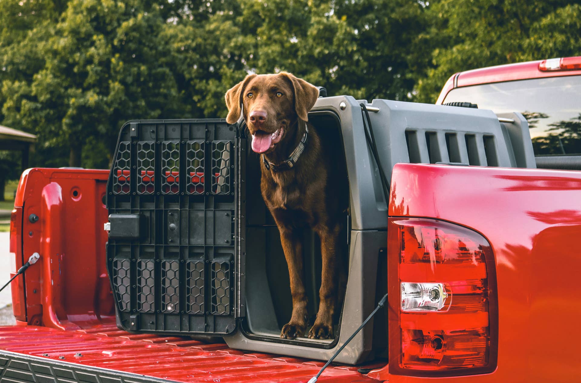 These Are the Best Crates for Giant Dog Breeds - Parade Pets