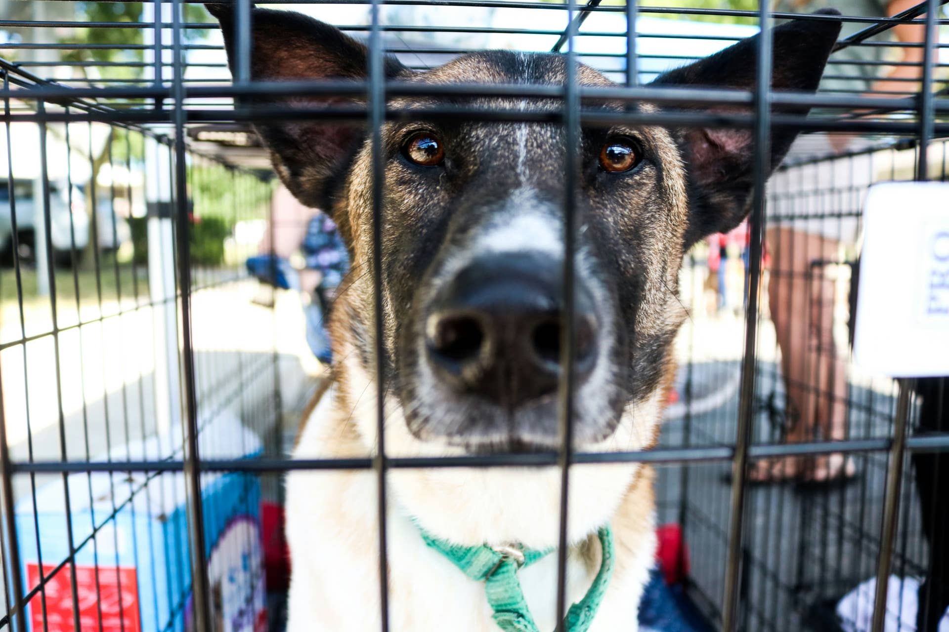 These Are the Best Crates for Giant Dog Breeds - Parade Pets