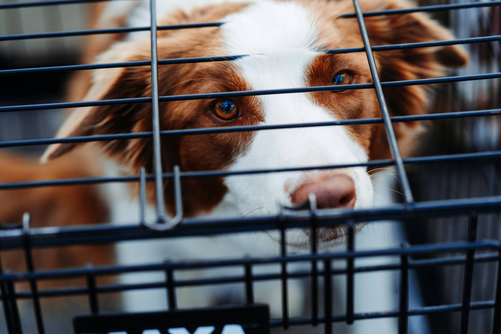 These Are the Best Crates for Giant Dog Breeds - Parade Pets
