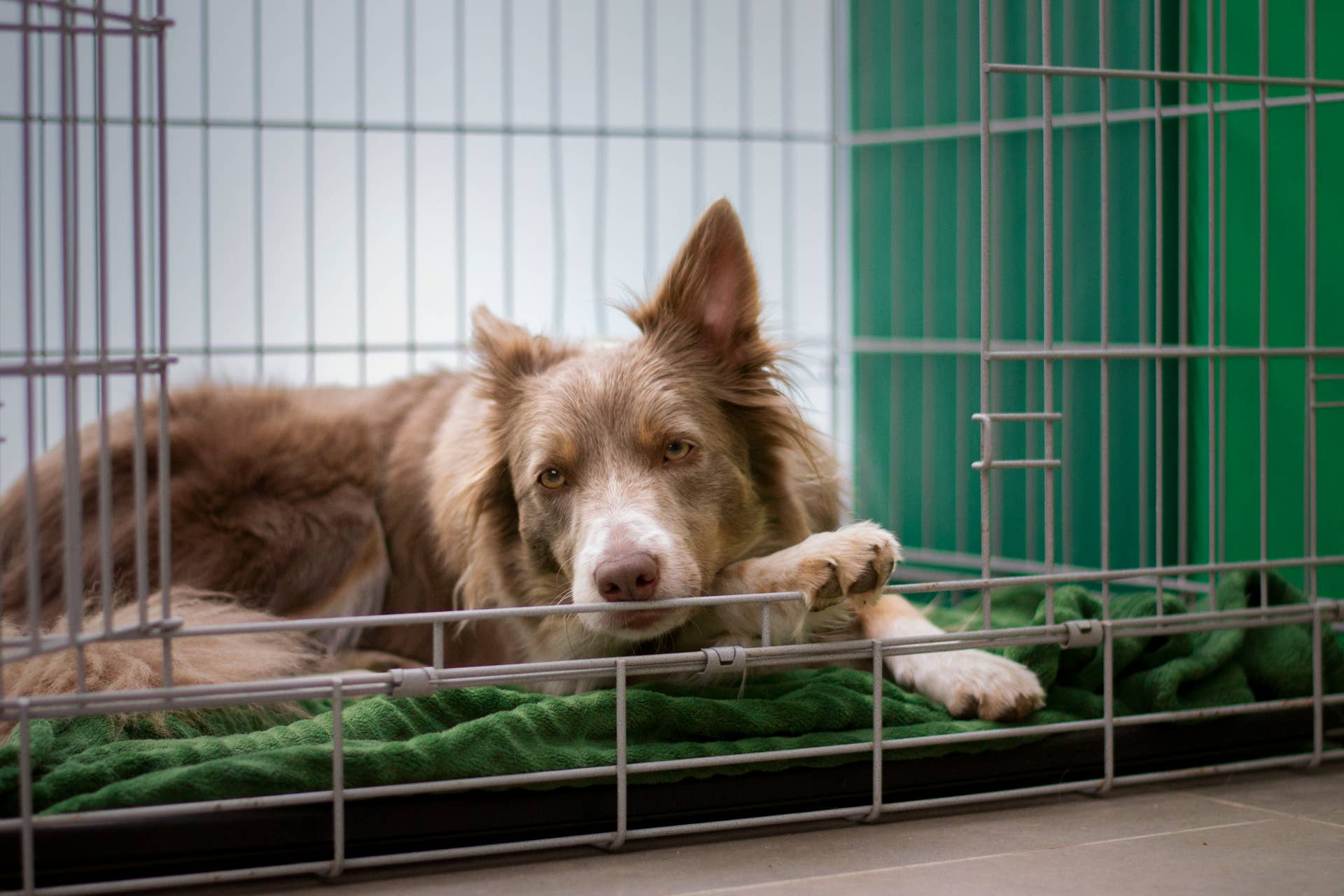 These Are the Best Crates for Giant Dog Breeds - Parade Pets