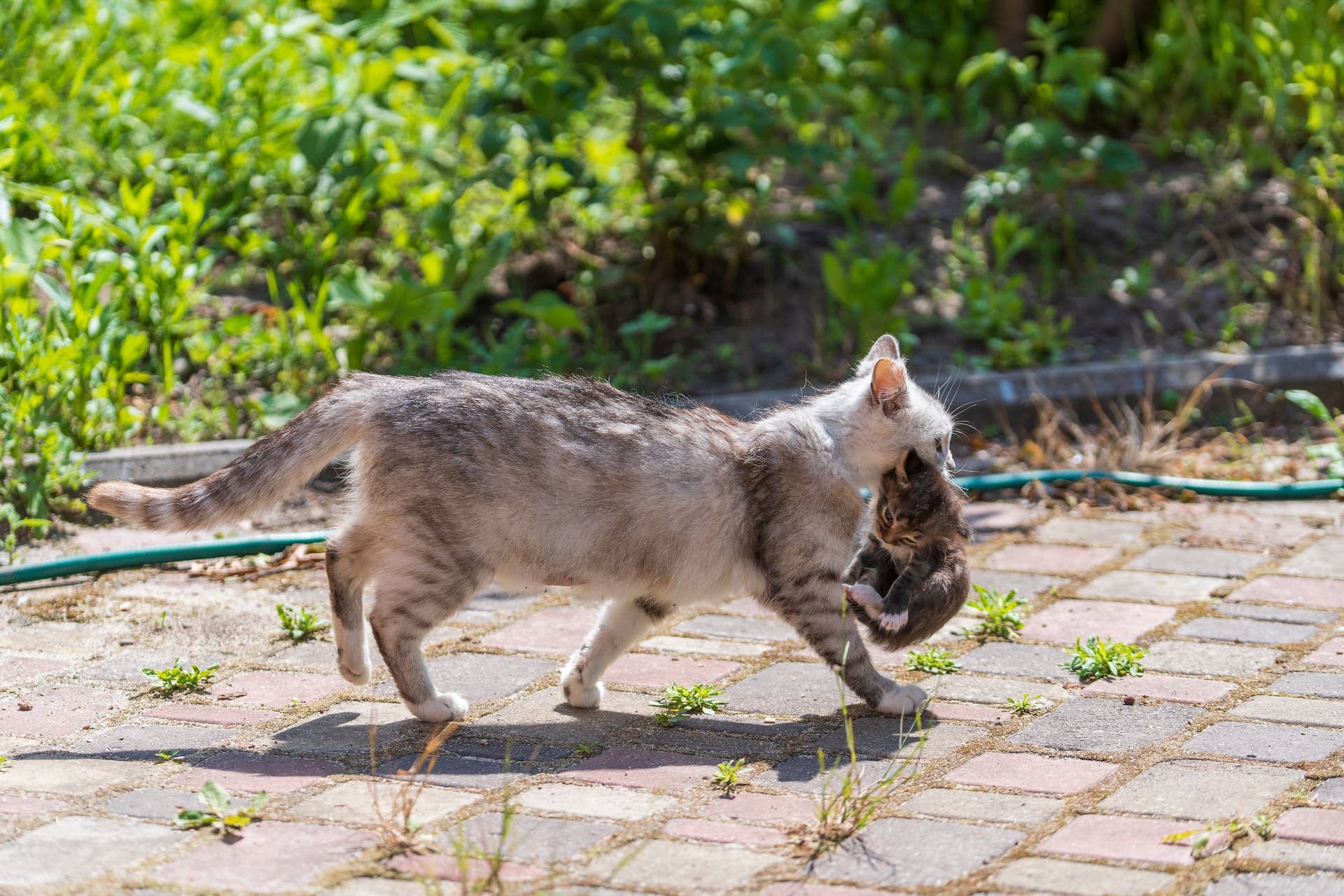 Stray Cat Brings Her ‘Rainbow Kittens’ Home for Dinner - Parade Pets