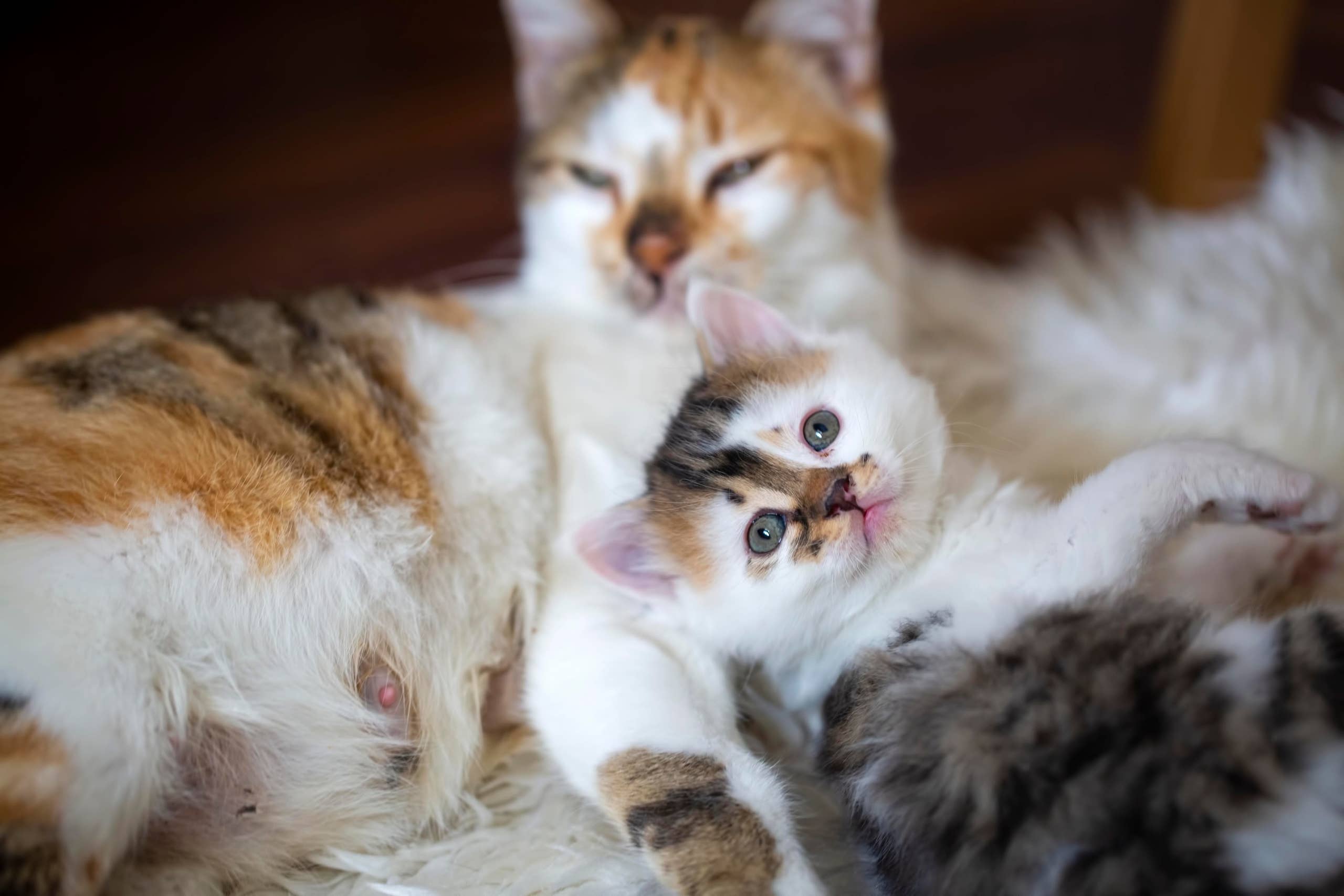 Stray Cat Brings Her ‘Rainbow Kittens’ Home for Dinner - Parade Pets