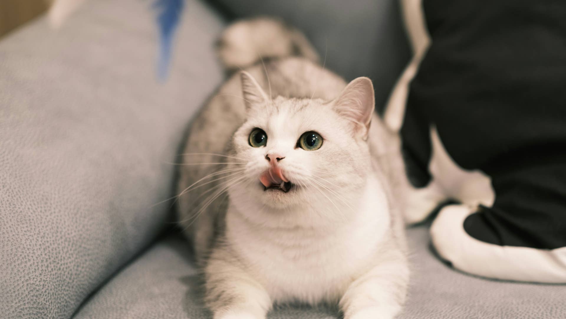 Rescue Cat Who Looks Like a Tiny Pirate Has the Cutest Dinner Yell ...