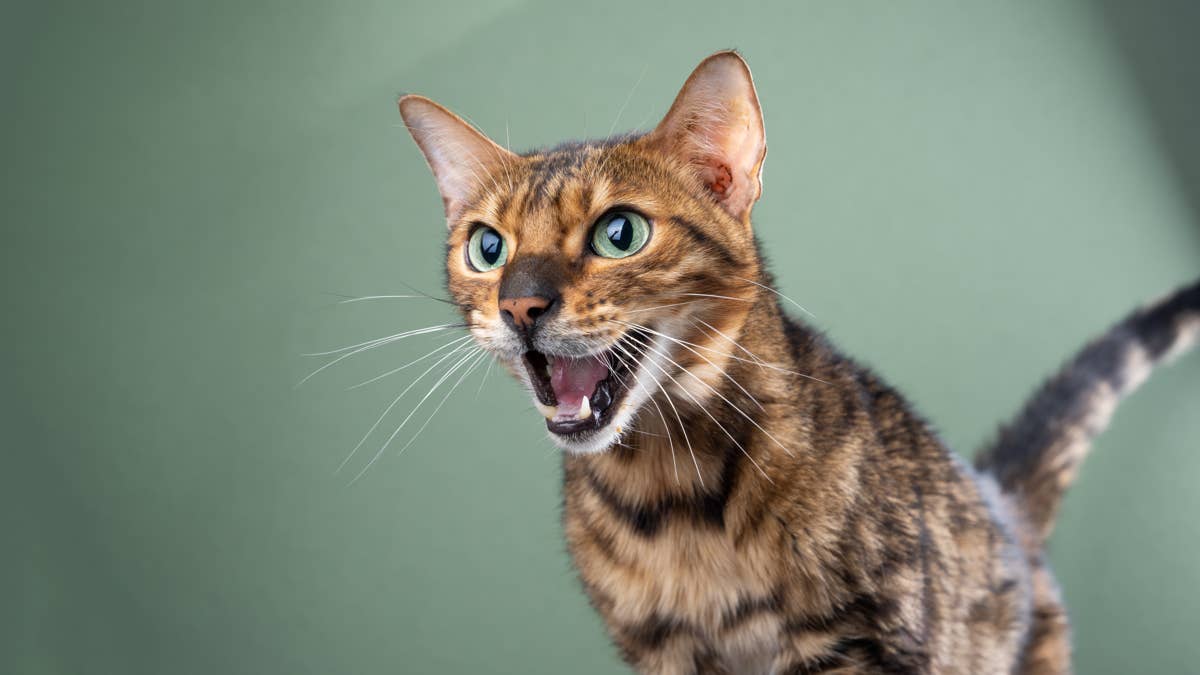 Bengal Cat 'Straight up Rejoices' During Dinner—and the Video Is Going ...