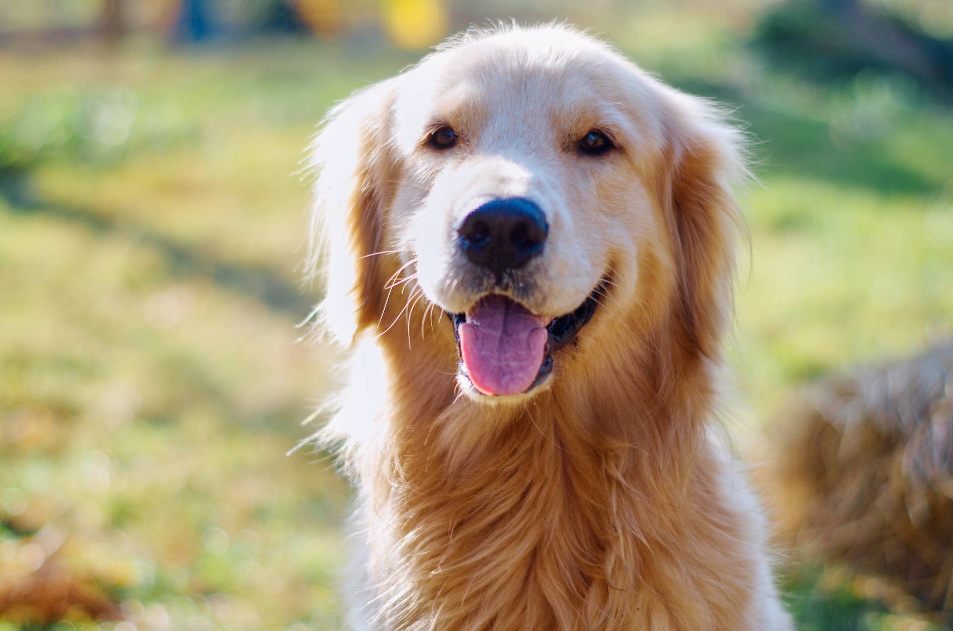 Golden Retriever Falls Head Over Heels for Guinea Pigs on a Trip to ...