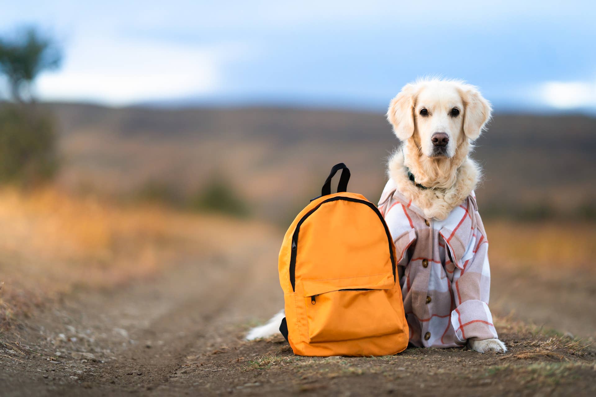 Golden Retriever Waits To Be Picked up by Grandparents for Sleepover ...