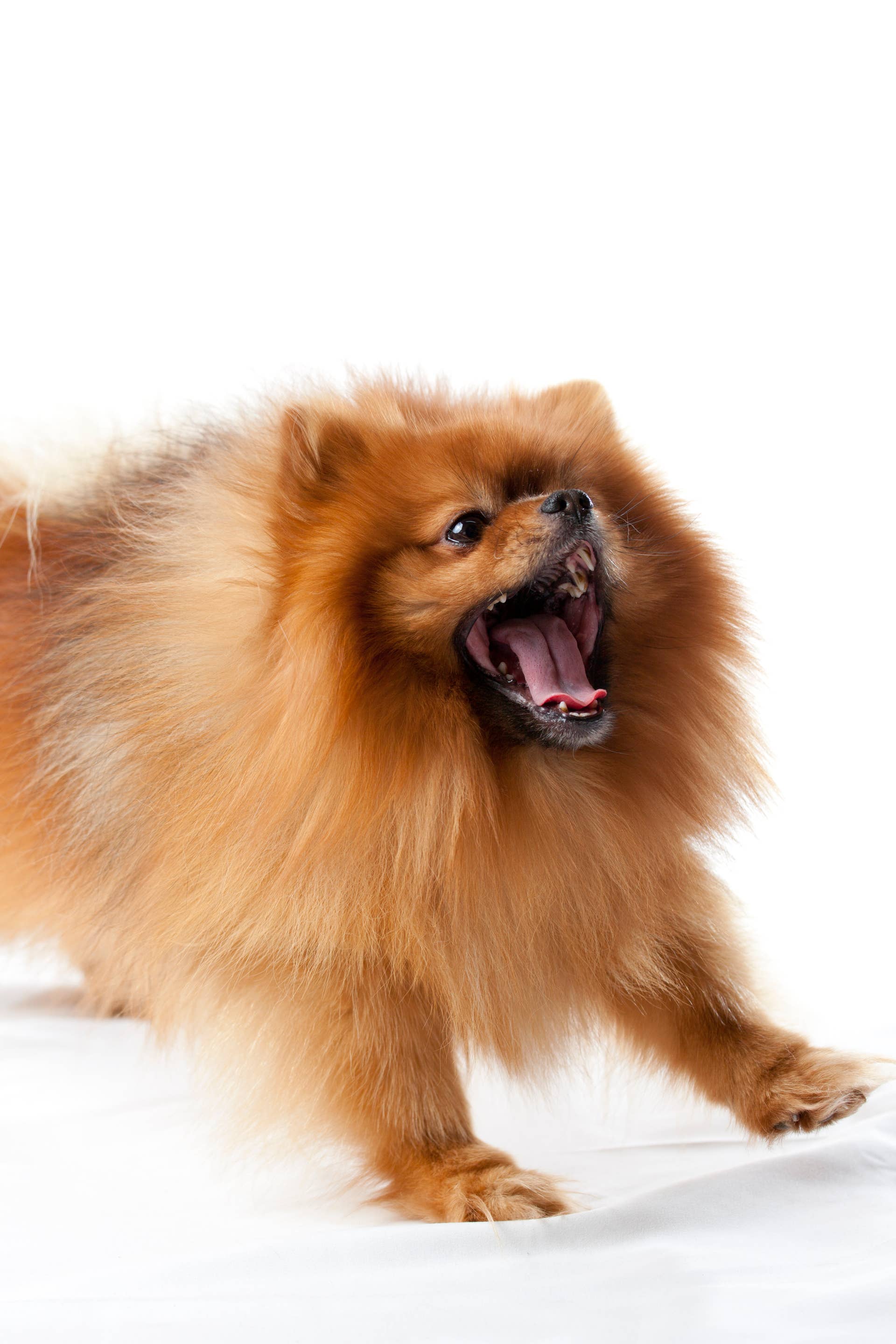 Pomeranian’s Adorable Post-Walk Stretch Routine Has Dog Lovers Obsessed ...