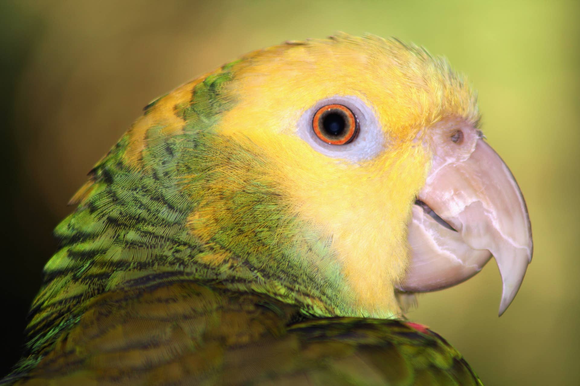 This Adorable Parrot Thinks She’s the Neighborhood Sheriff—and Takes ...