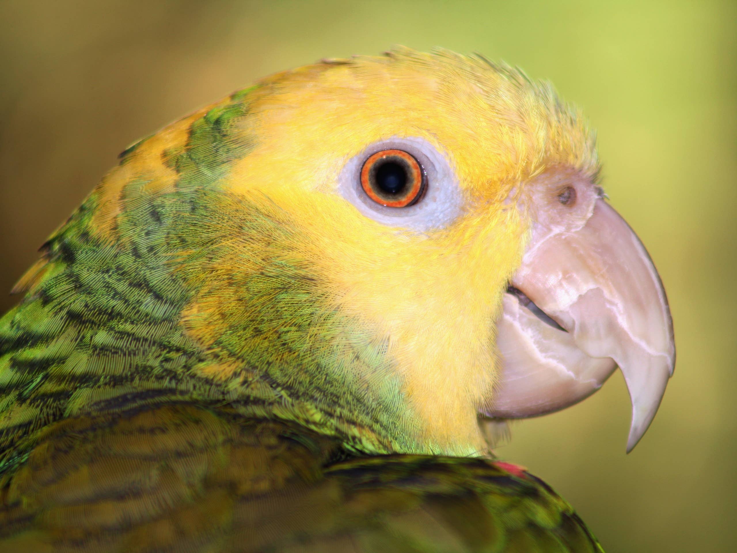 This Adorable Parrot Thinks She’s the Neighborhood Sheriff—and Takes ...