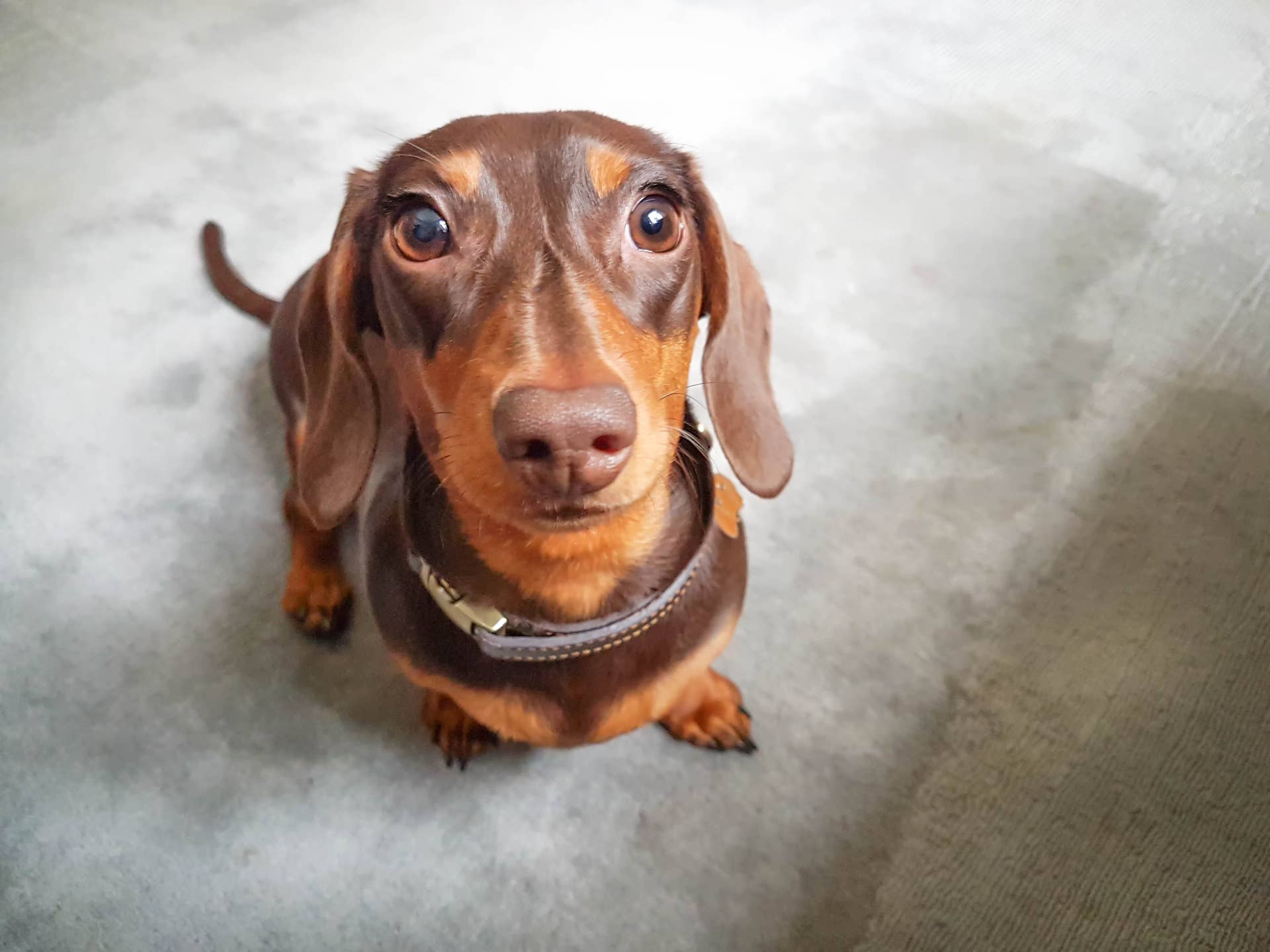 Tiny Dachshund Picks a Full-Blown Fight With a Horse—and People Are ...