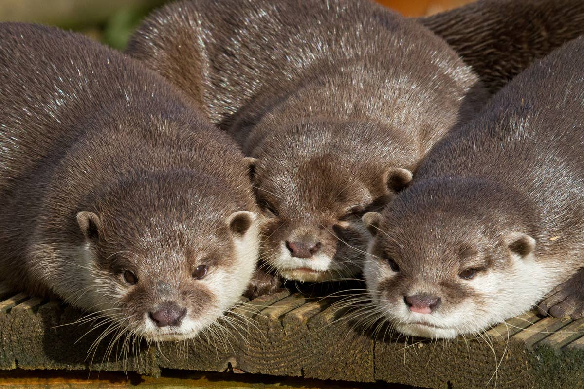 Otters Throw a Pre-Sunrise Party at State Park and It’s the Most ...