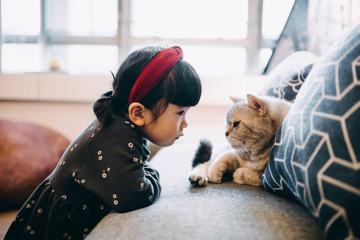 6 Cat Breeds That May Not Be the Best Fit for Kids, According to ...