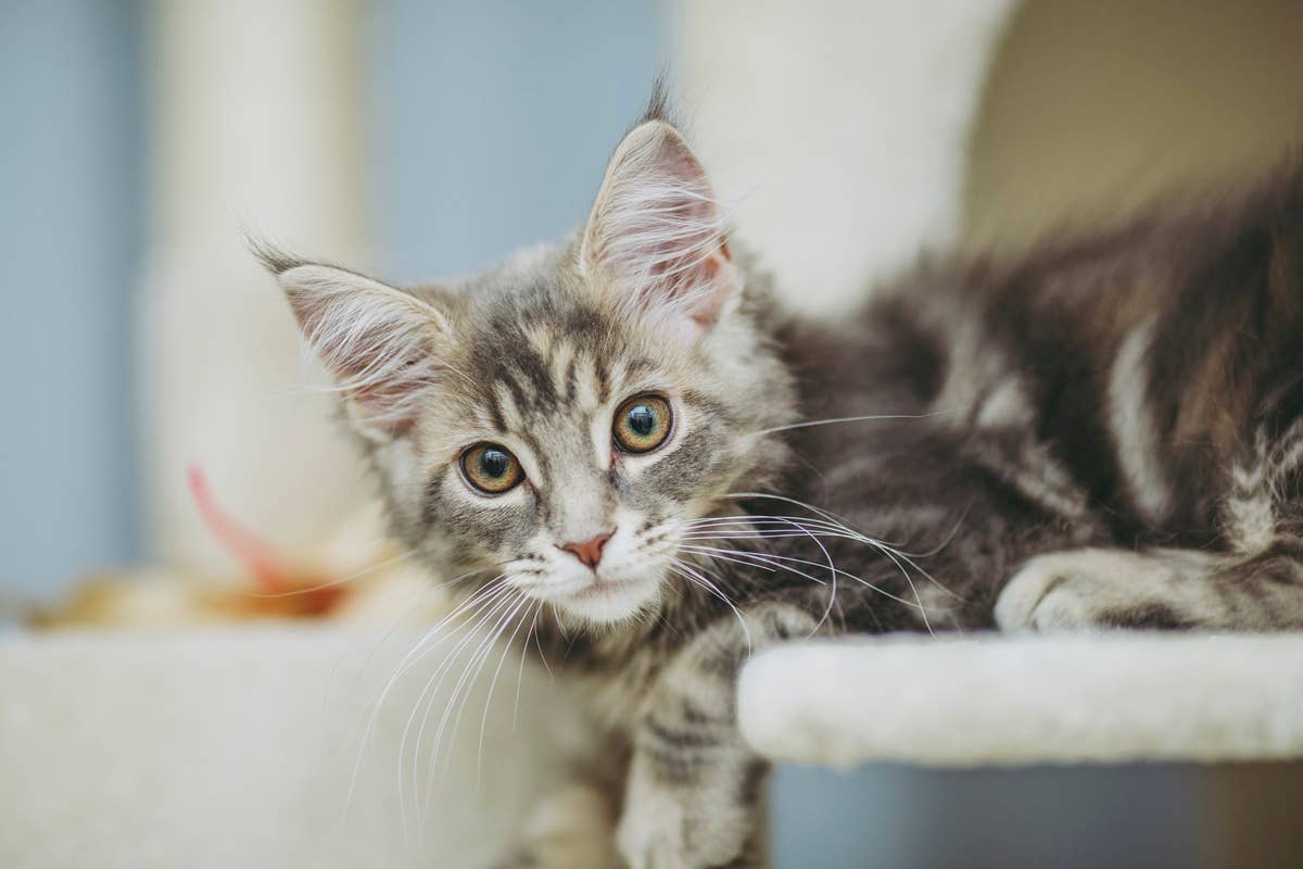 6 Cat Breeds That May Not Be the Best Fit for Kids, According to ...