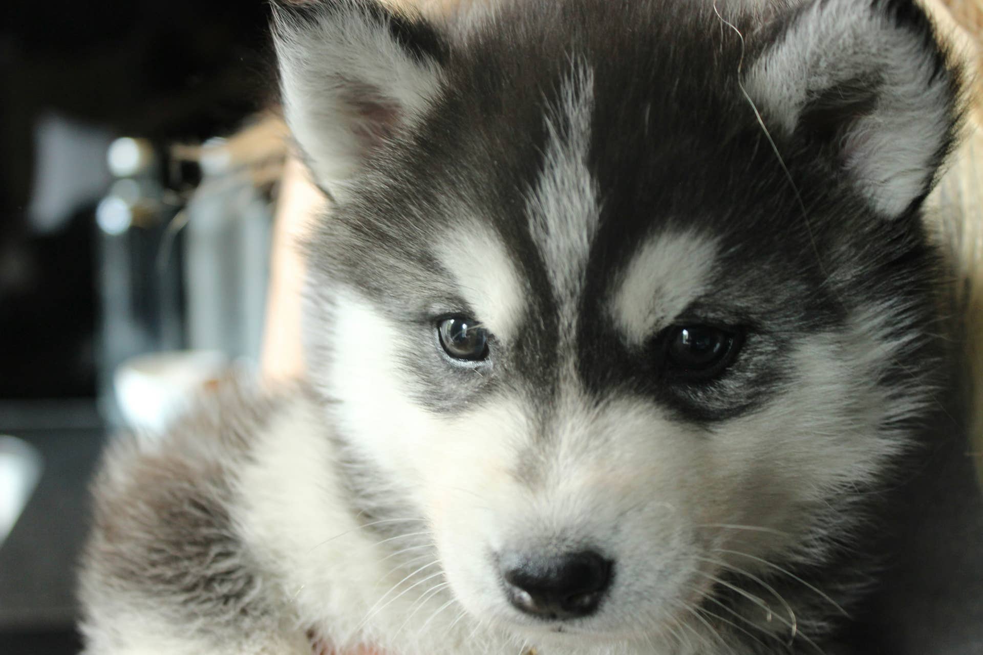 Siberian Husky Puppy Born With Unique ‘Built-In Glasses’ Markings ...