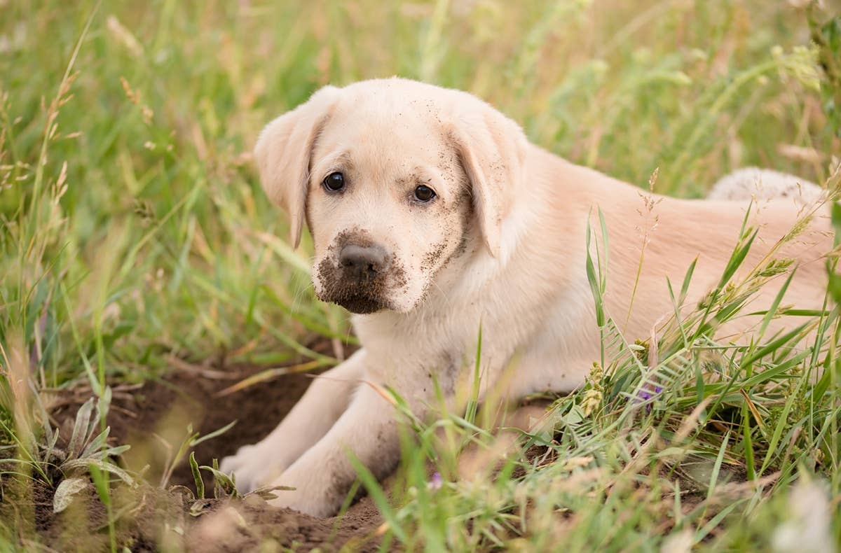Why Dogs Dig in Garden Beds and How to Stop It - Parade Pets