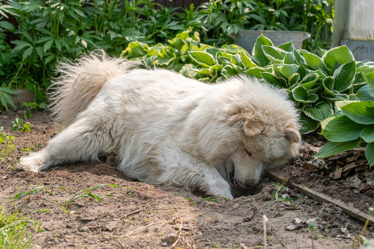 Why Dogs Dig in Garden Beds and How to Stop It - Parade Pets