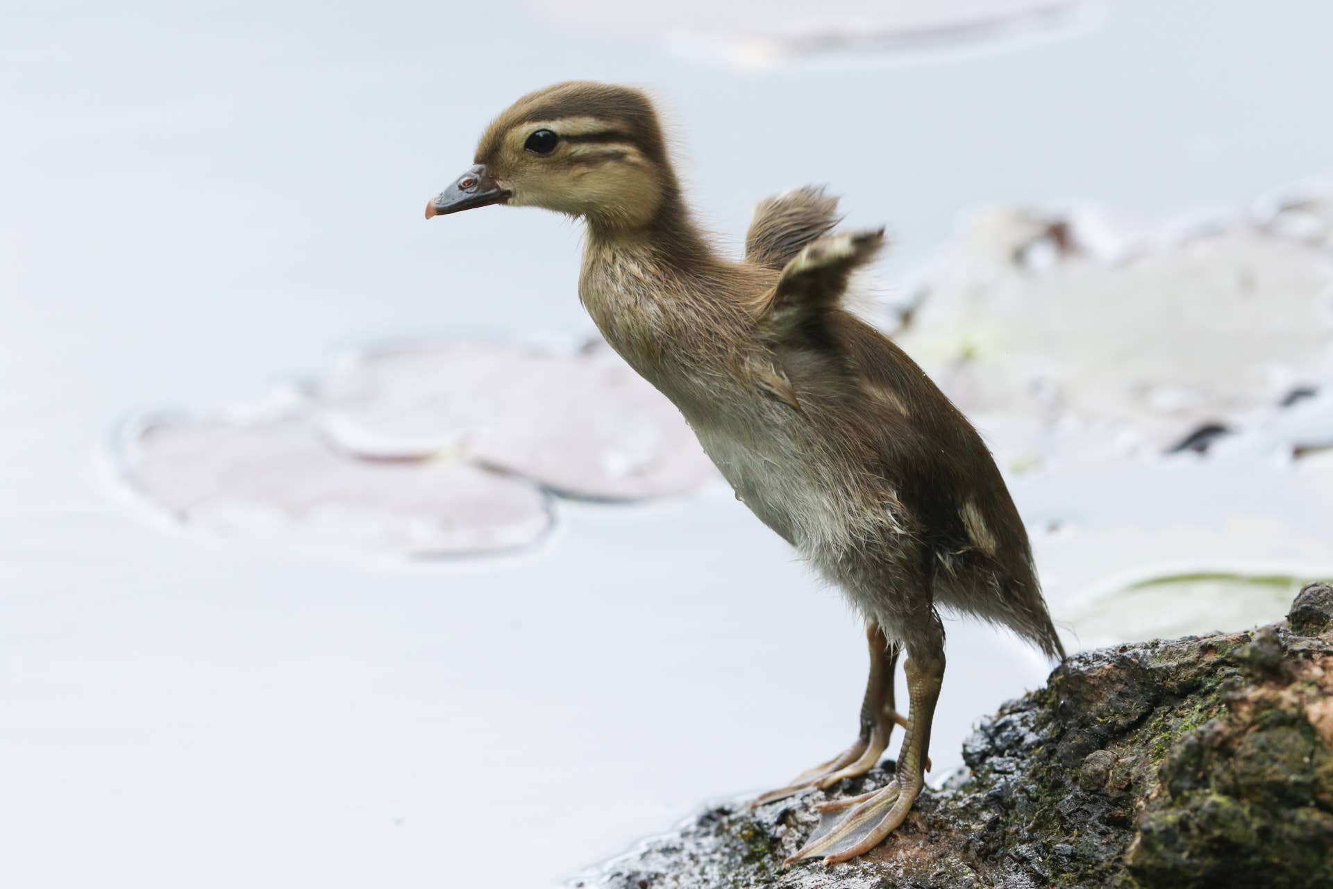 Lonely, Lost Duckling Follows Family Home—and the Outcome Is So ...