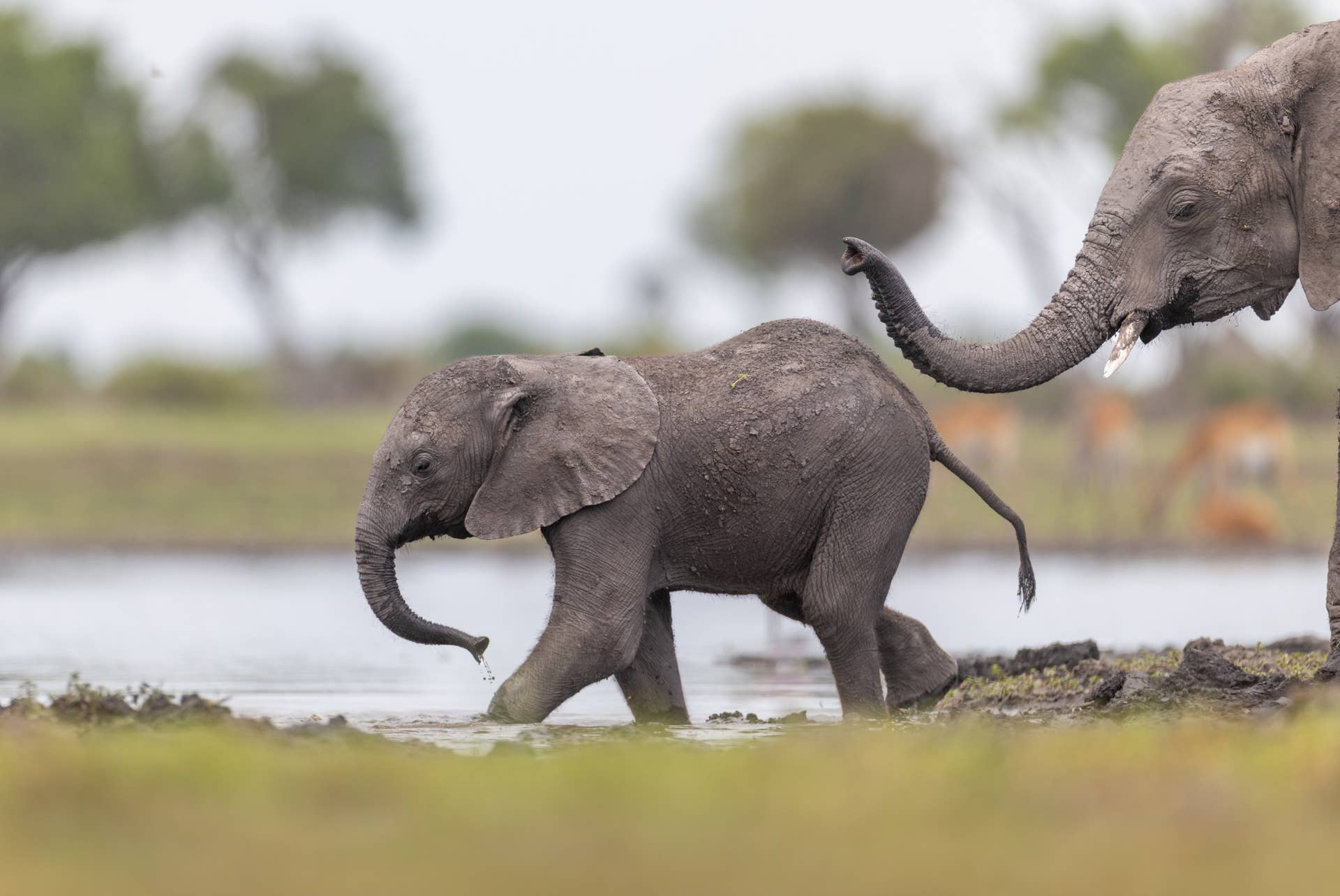 Baby Elephant and Mom Cuddle While Another Joyfully Dances - Parade Pets