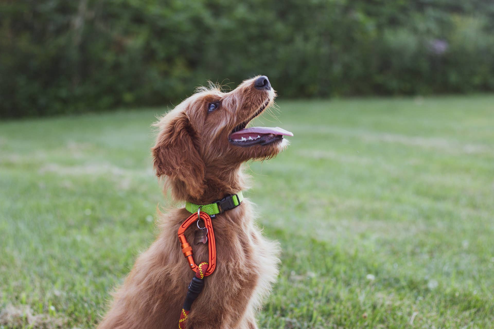 Trainers Reveal 7 Words You Should Never Yell at Your Dog - Parade Pets