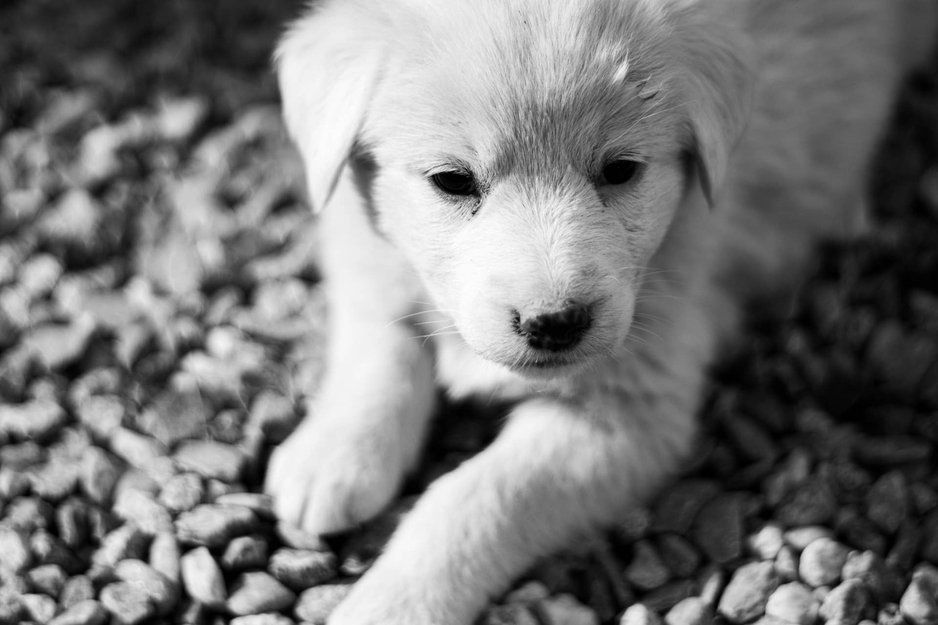 2-Month-Old Abandoned Puppy Is 'Fighting His Biggest Battle' After ...