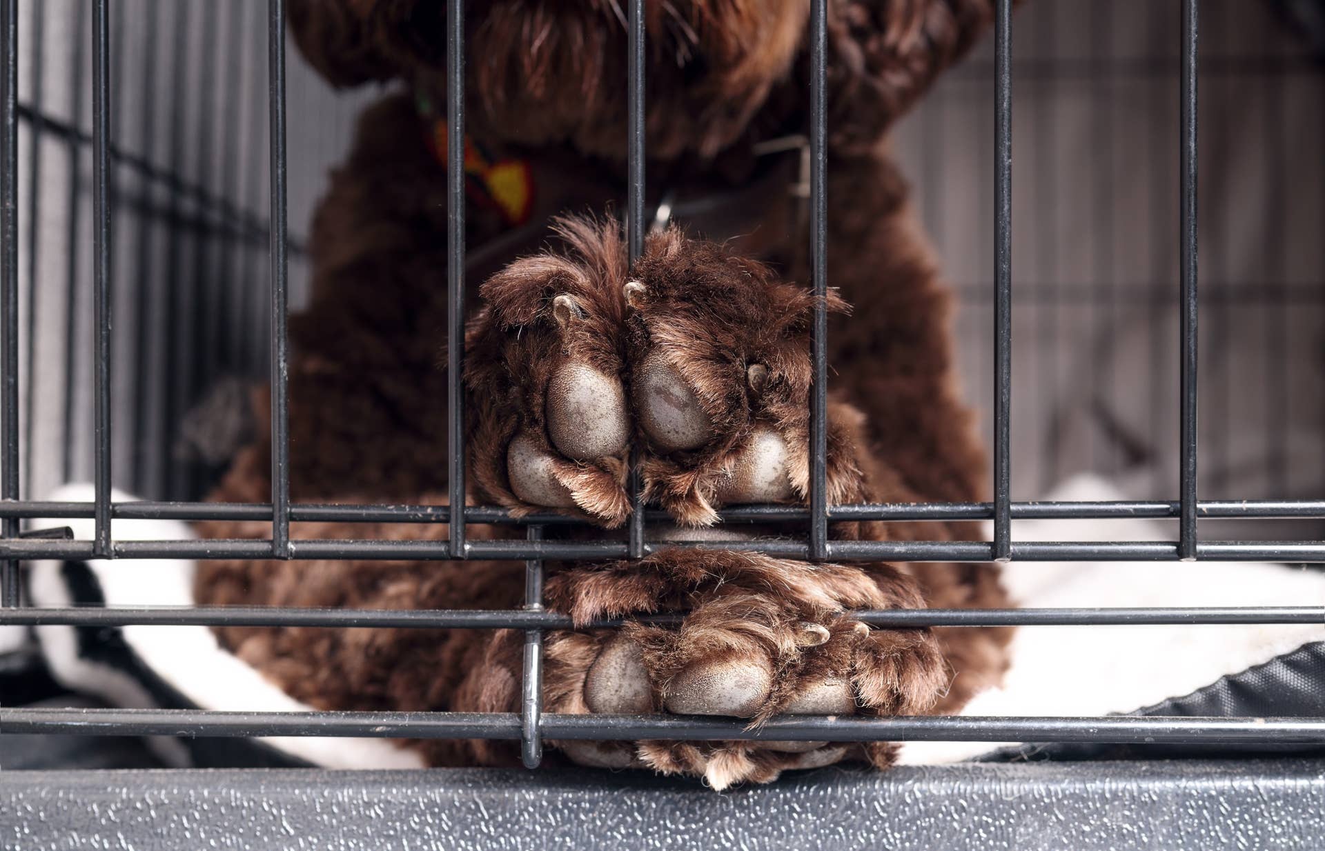 Rare Frenchie-Doodle Puppies Look Like Little Curly Fairies - Parade Pets