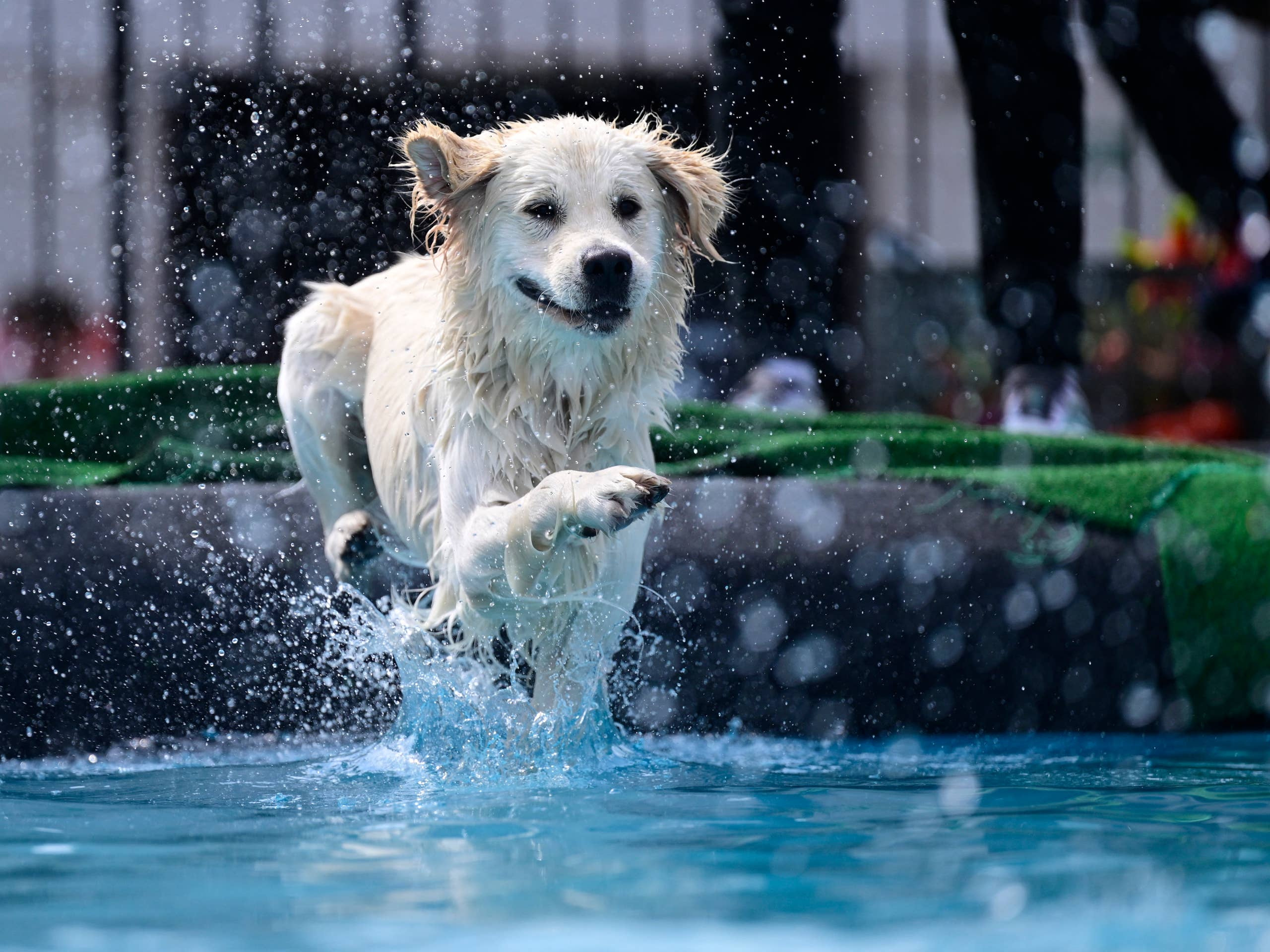 Golden Retrievers: Cute Photos, Personality, and Fun Facts - Parade Pets