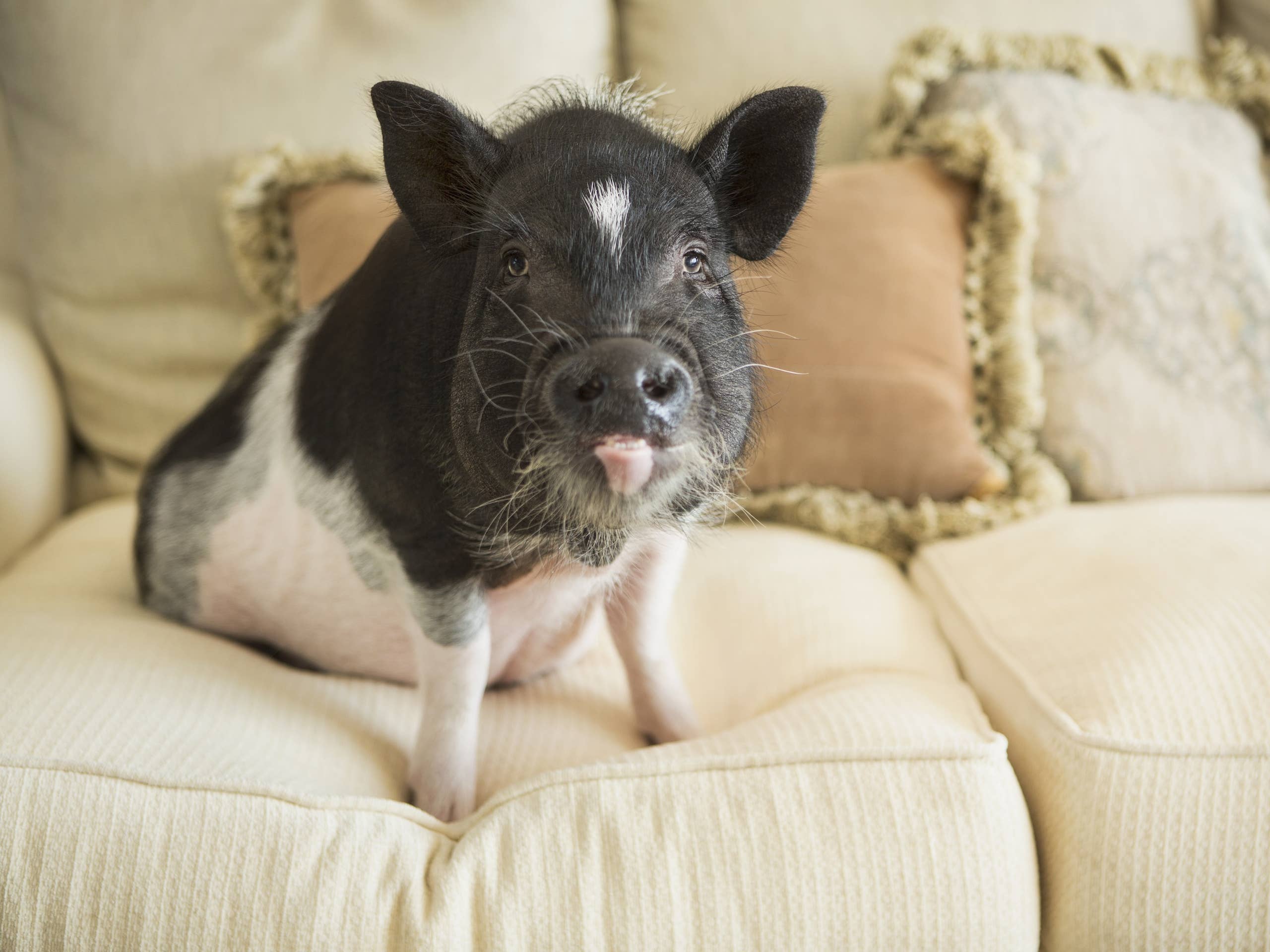 Piglet’s Tiny Pucker Face After Trying Lemon Drops Has Everyone Crying ...