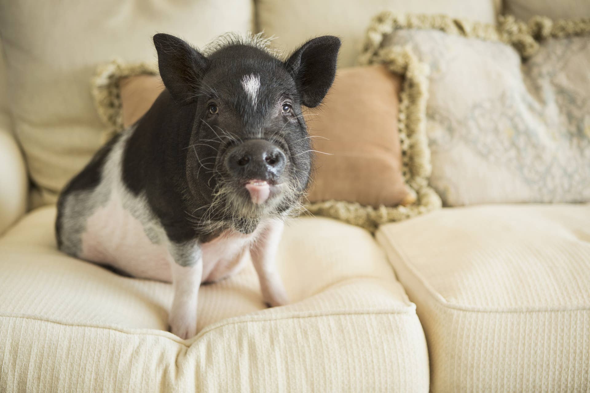 Piglet’s Tiny Pucker Face After Trying Lemon Drops Has Everyone Crying ...