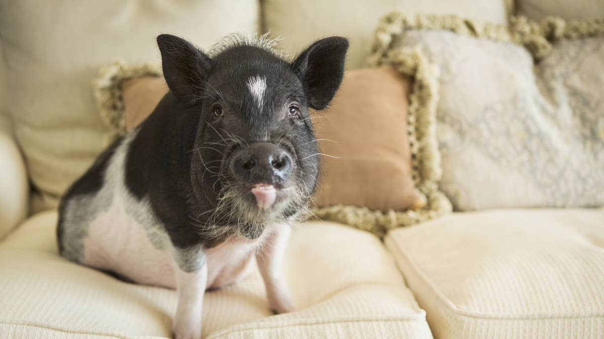 Piglet’s Tiny Pucker Face After Trying Lemon Drops Has Everyone Crying ...