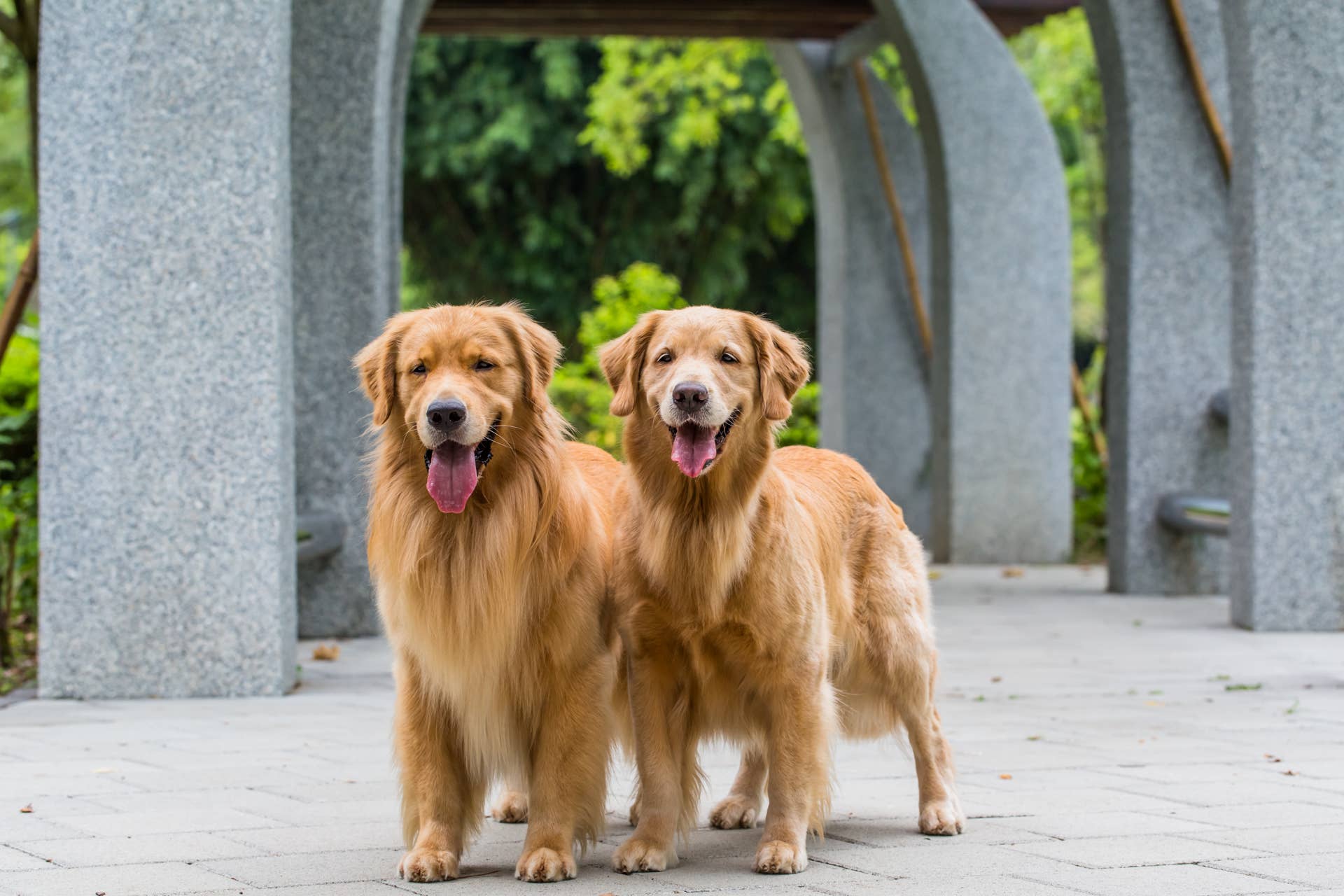 Golden Retriever Reunites With Sister After Years Apart—and Instantly ...