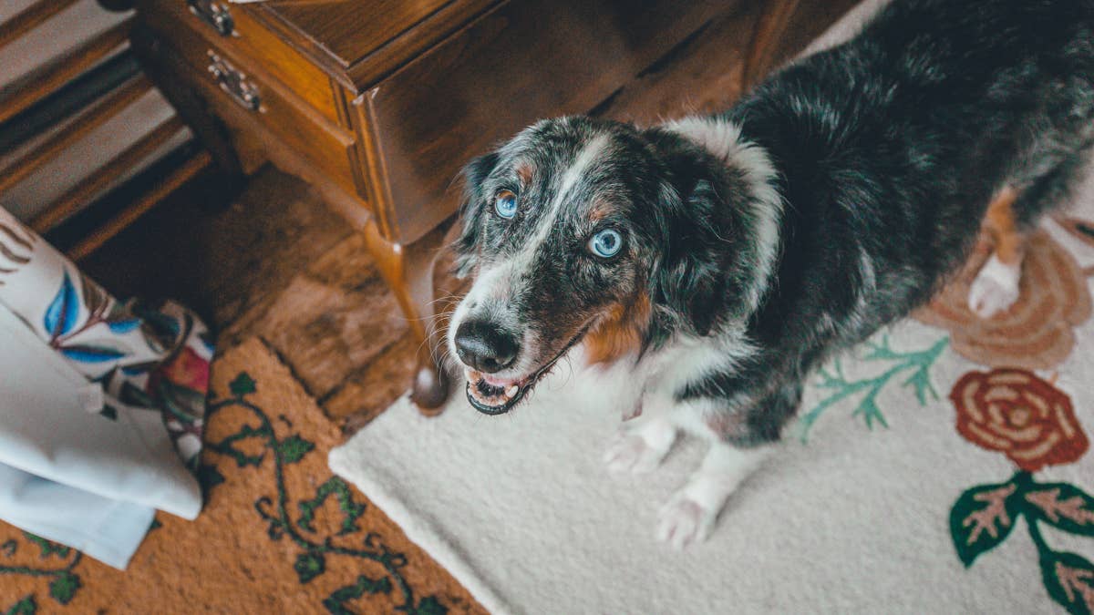 Senior Australian Shepherd Patiently Waits for ‘His Puppy’ To Come Home ...
