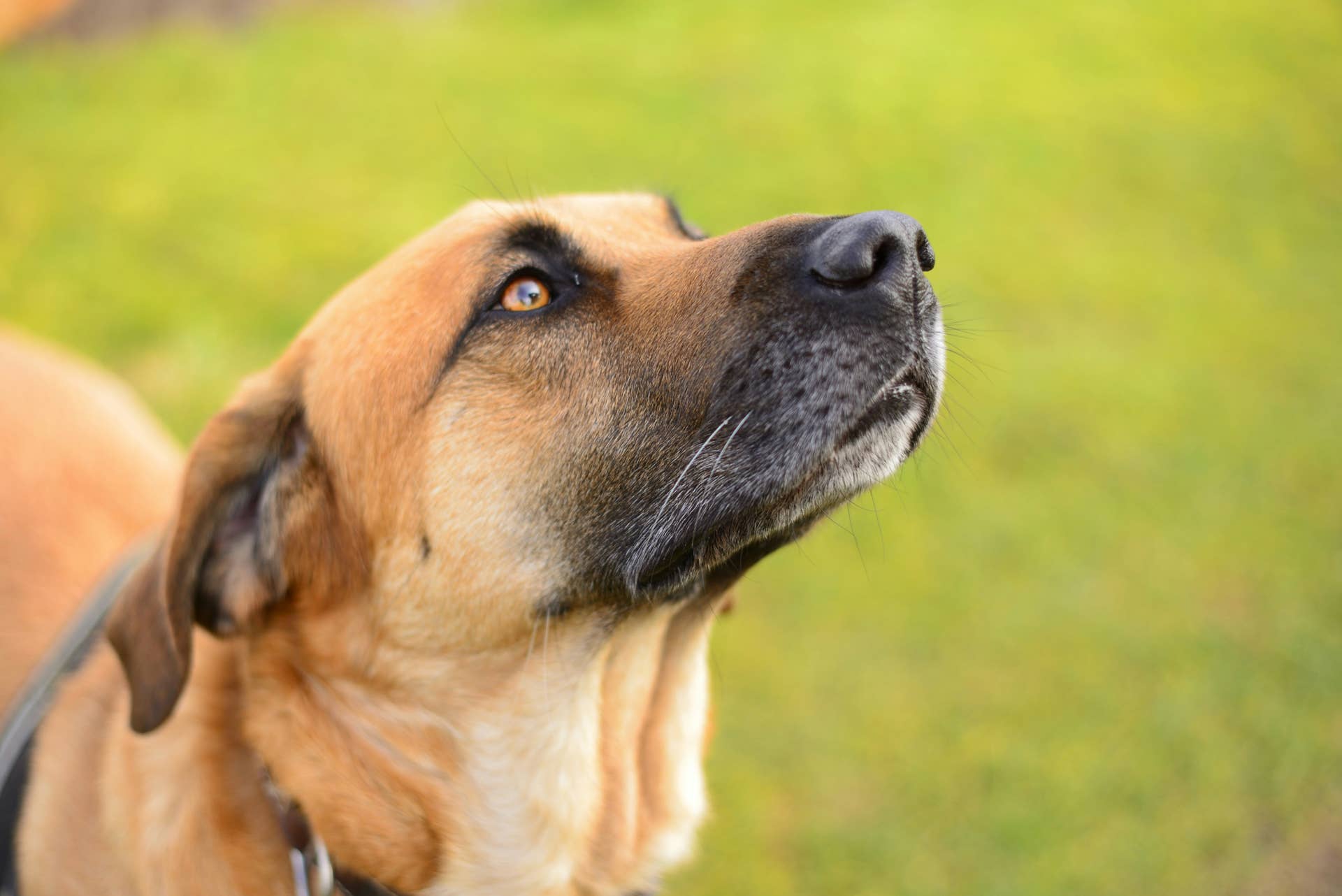 'Gentlest' Shelter Mama Dog Raised 7 Puppies — Now She Wants Someone to ...