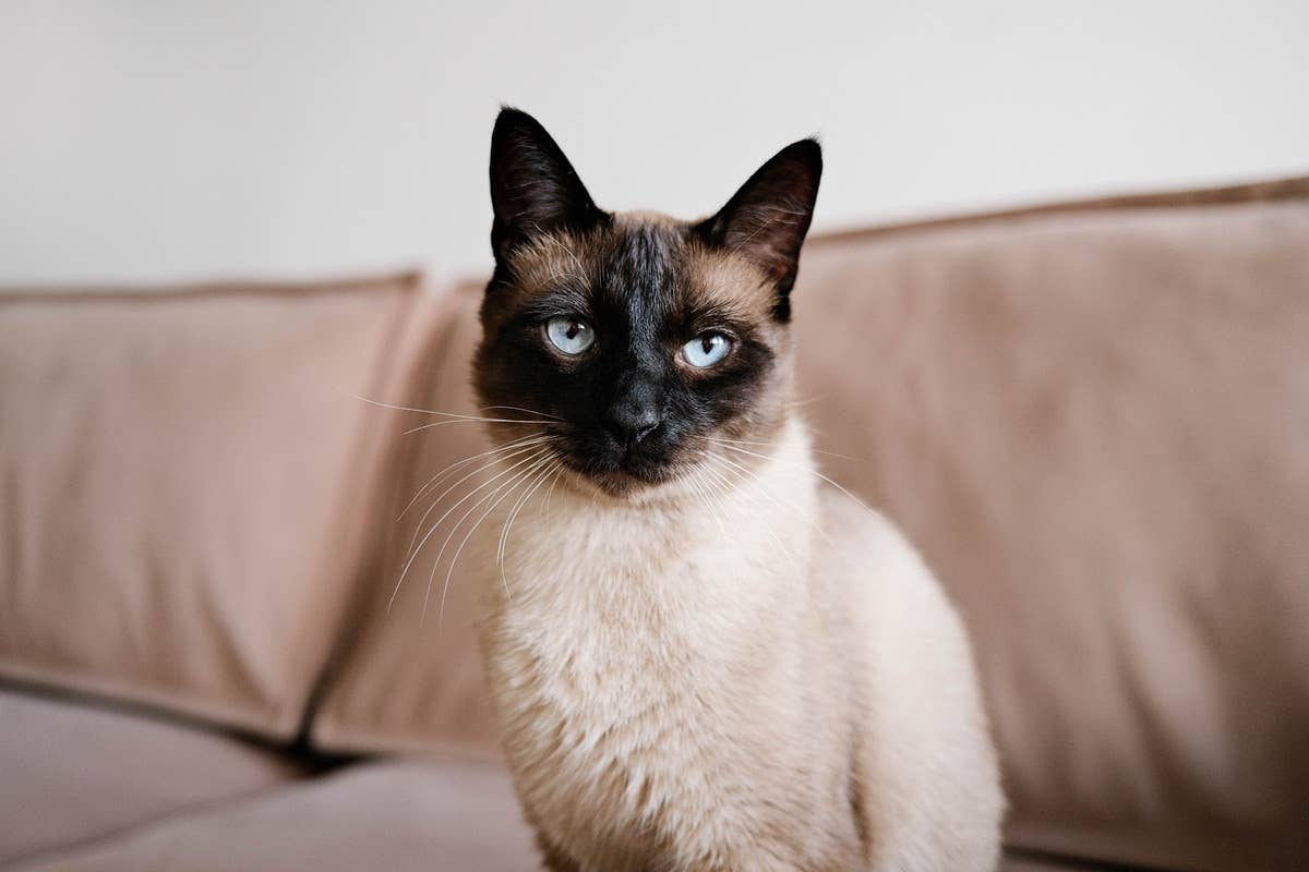 7 Devoted Cat Breeds That Are True Companions, According to Experts ...