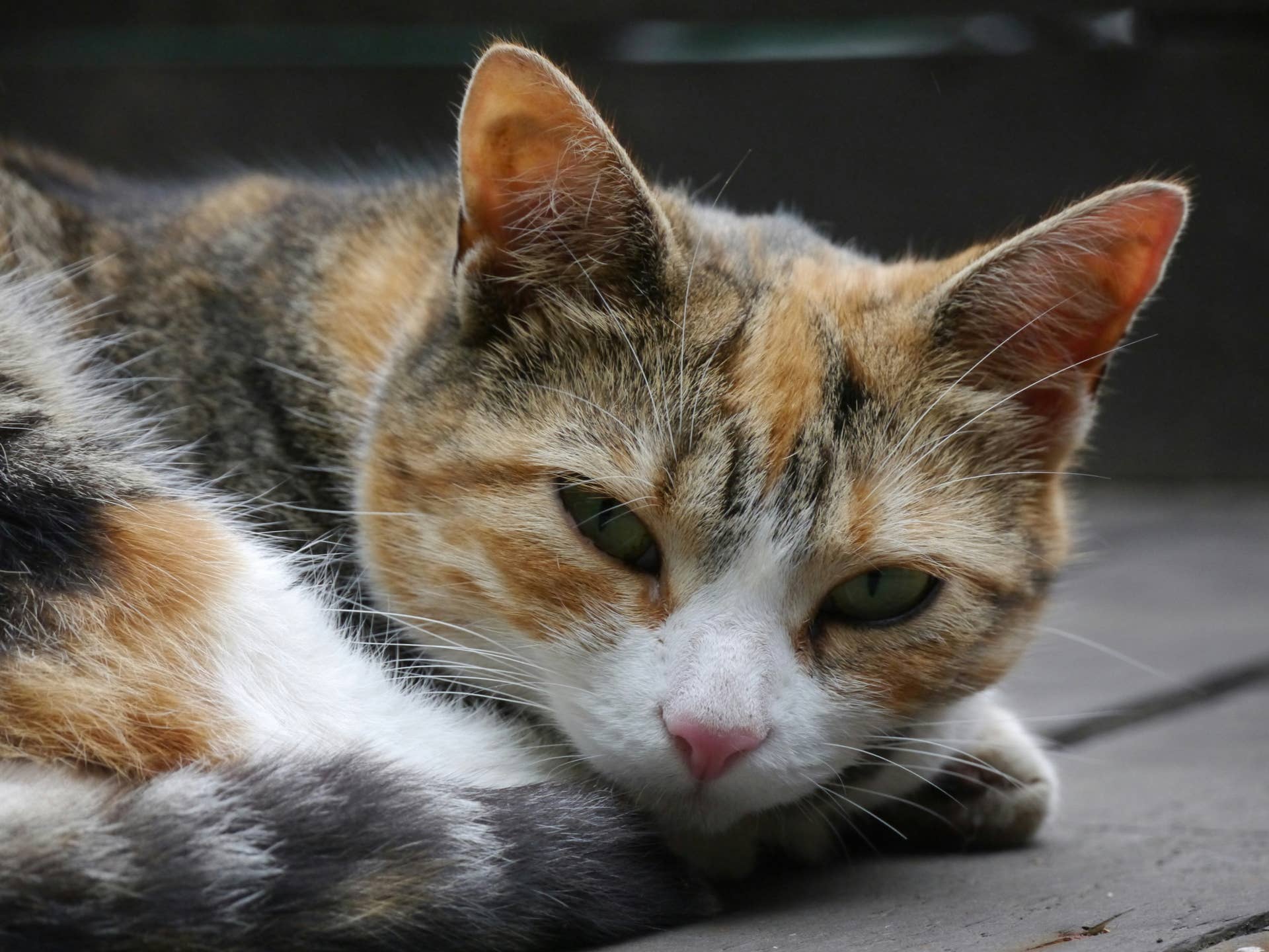 Cat Returned to Shelter After 6 Years Tries to ‘Become Invisible’ and ...