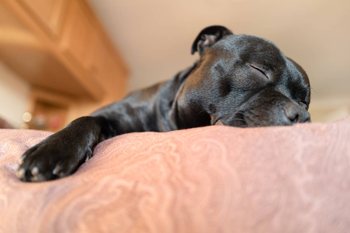 Shelter's 'Longest Resident' Dog Goes From 'Urgent List to Forever ...