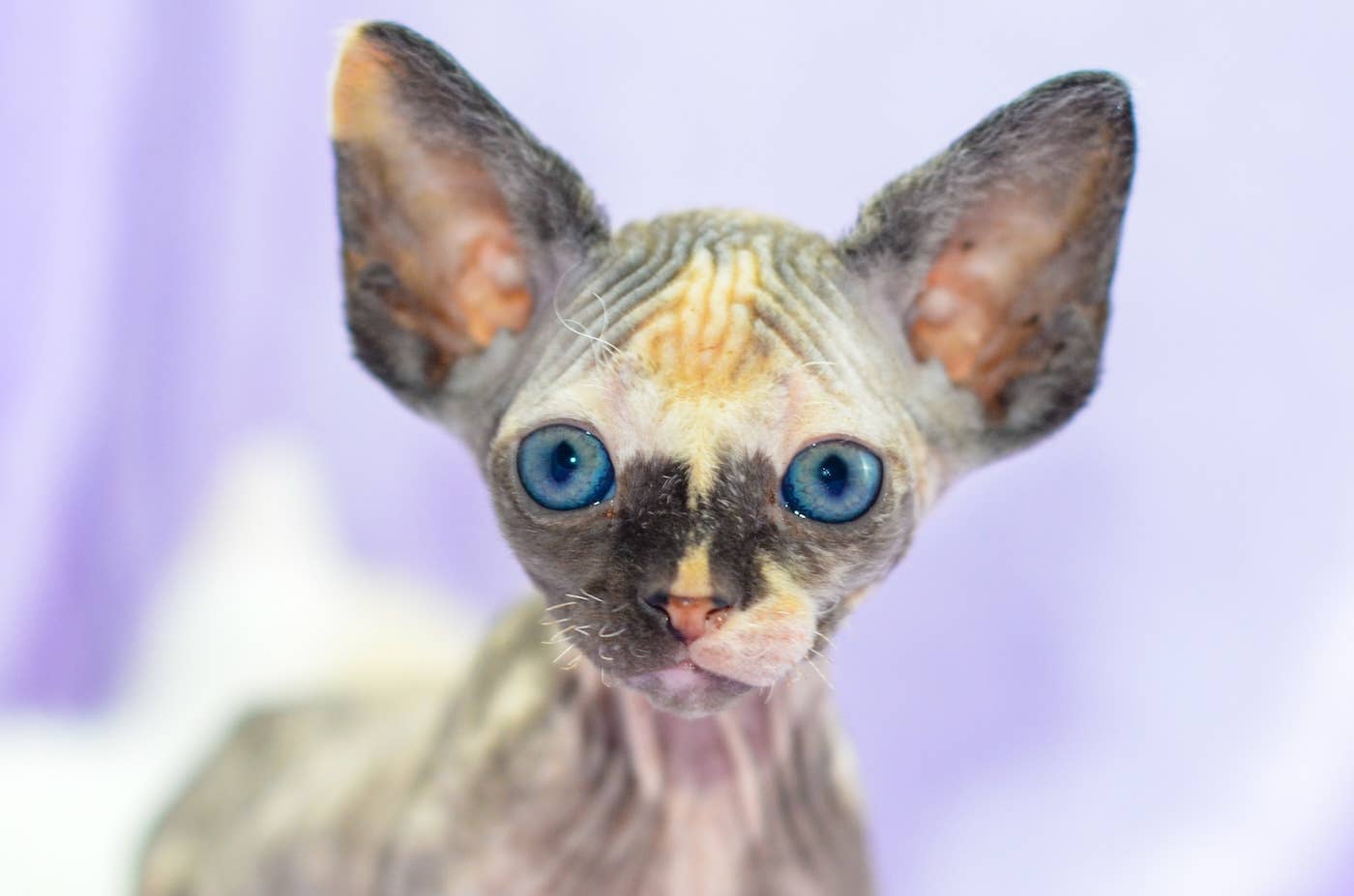 Sphynx-Mix Kitten Has the Silkiest Body and Tiniest Ears - Parade Pets