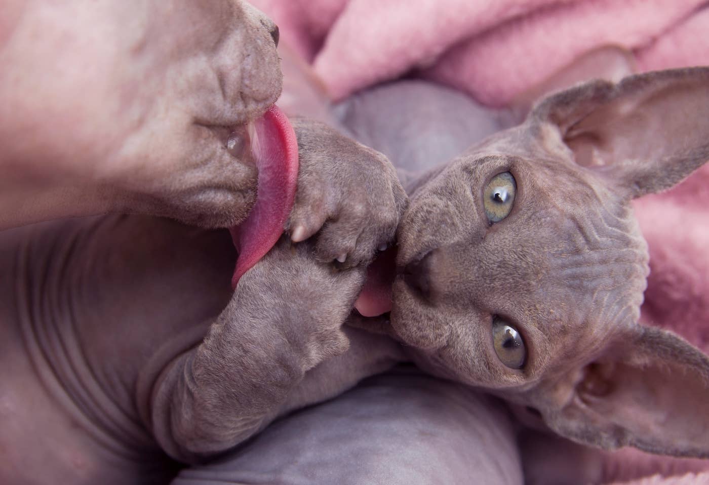 Sphynx-Mix Kitten Has the Silkiest Body and Tiniest Ears - Parade Pets