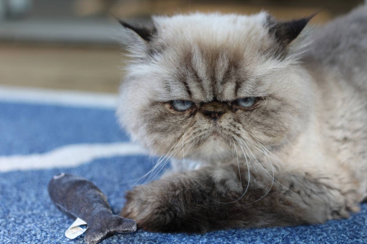 Persian Cat - Parade Pets