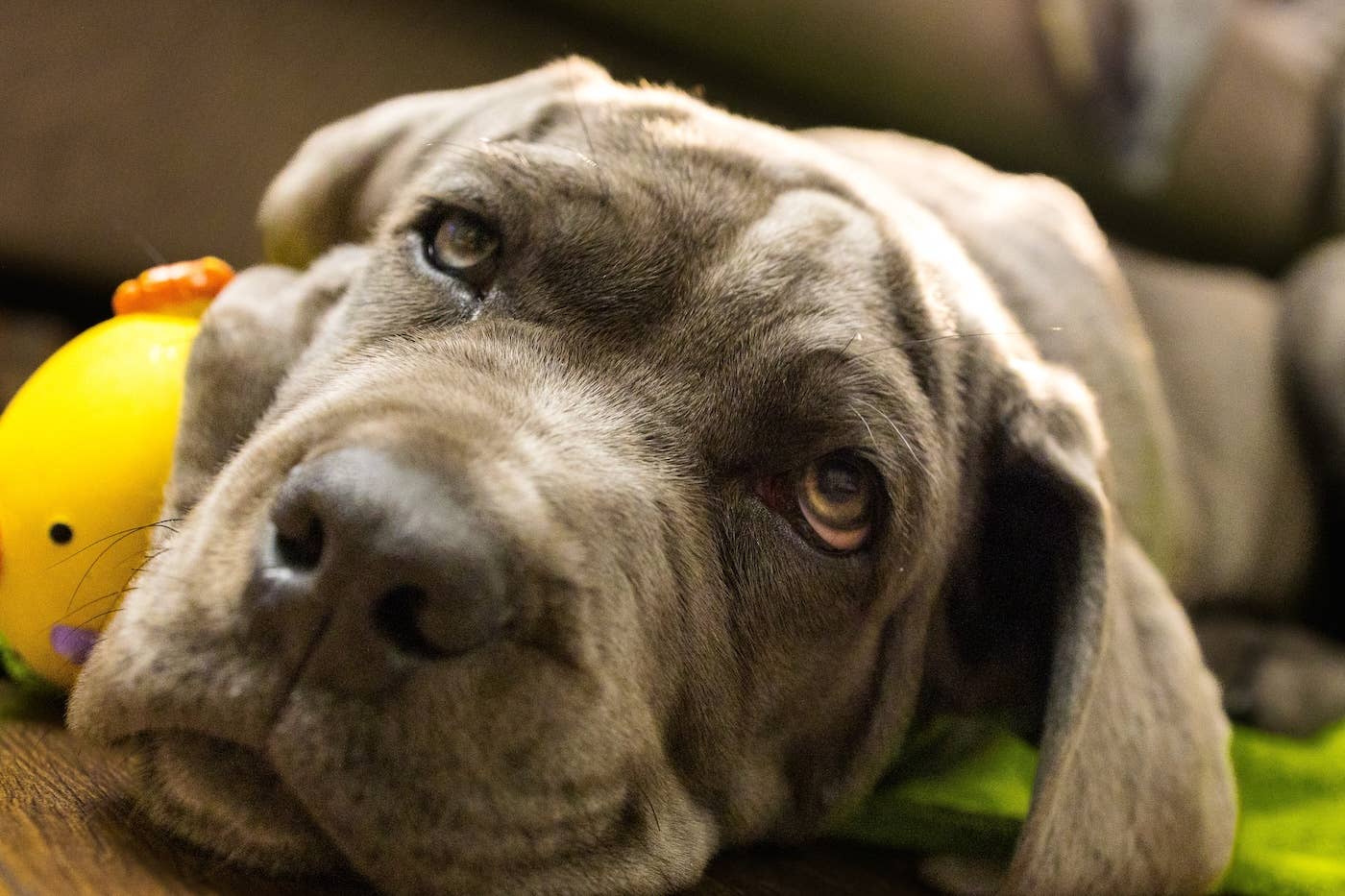 Cane Corso Puppy ‘Bows Down’ to Huge Golden Retriever - Parade Pets